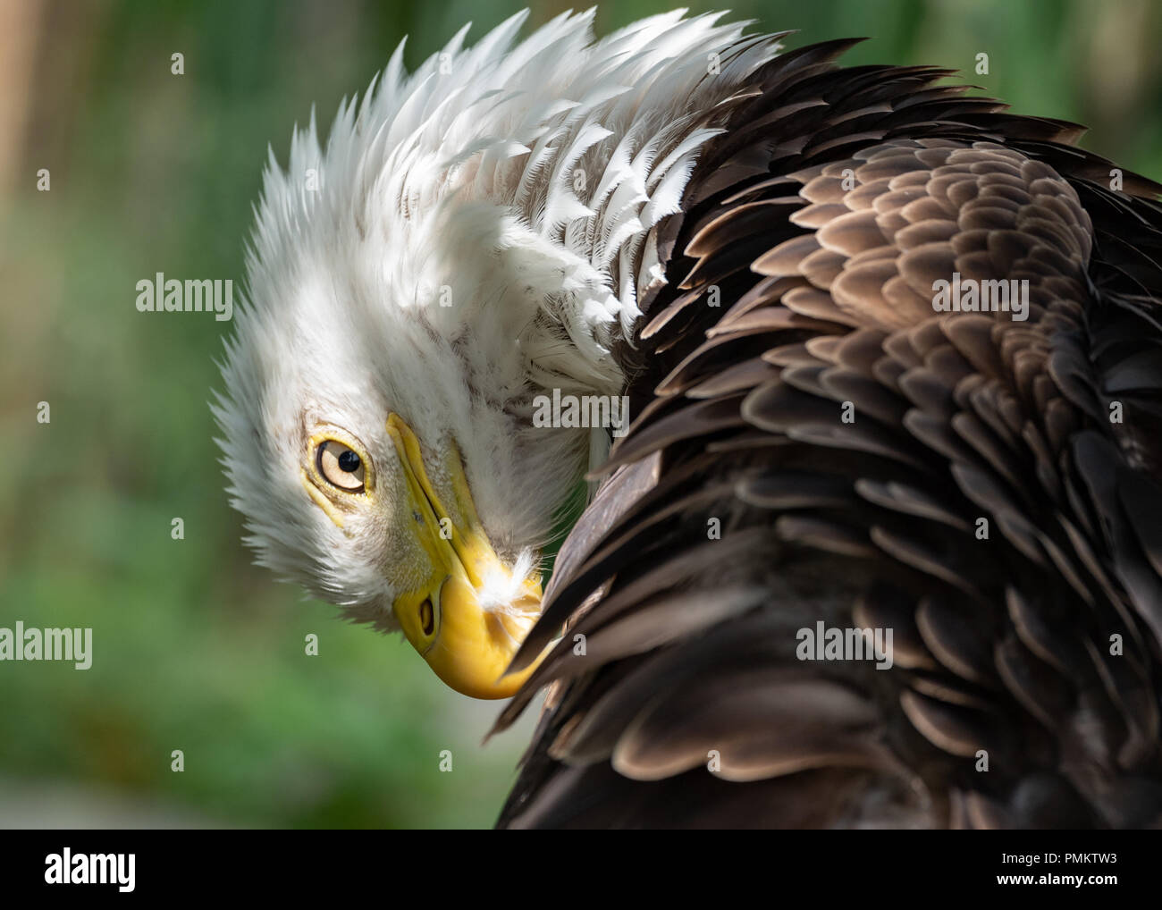 Bald eagle ocean hi-res stock photography and images - Alamy