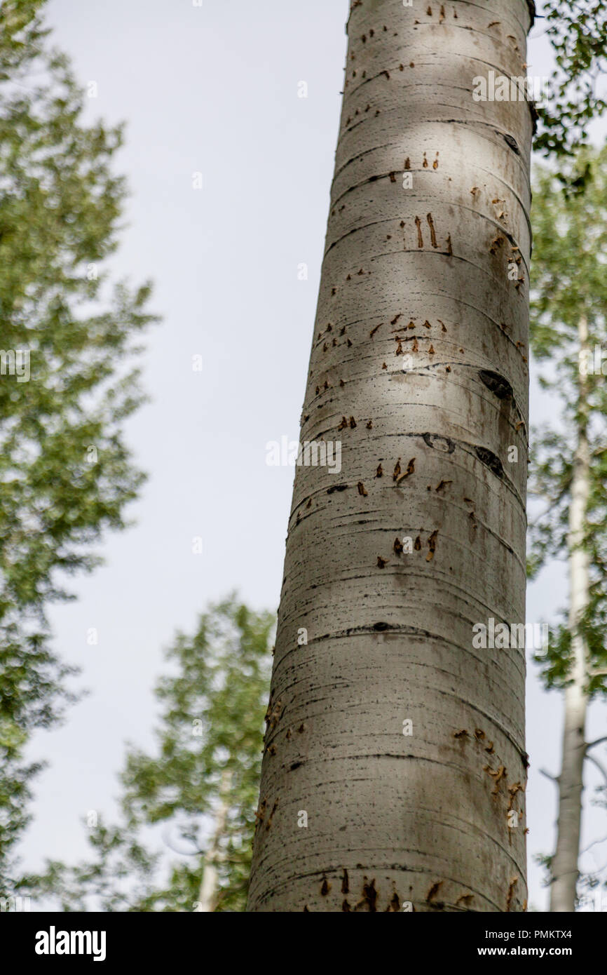 Black Bear (Ursus Americanus) are very adept tree climbers. Signs of ...