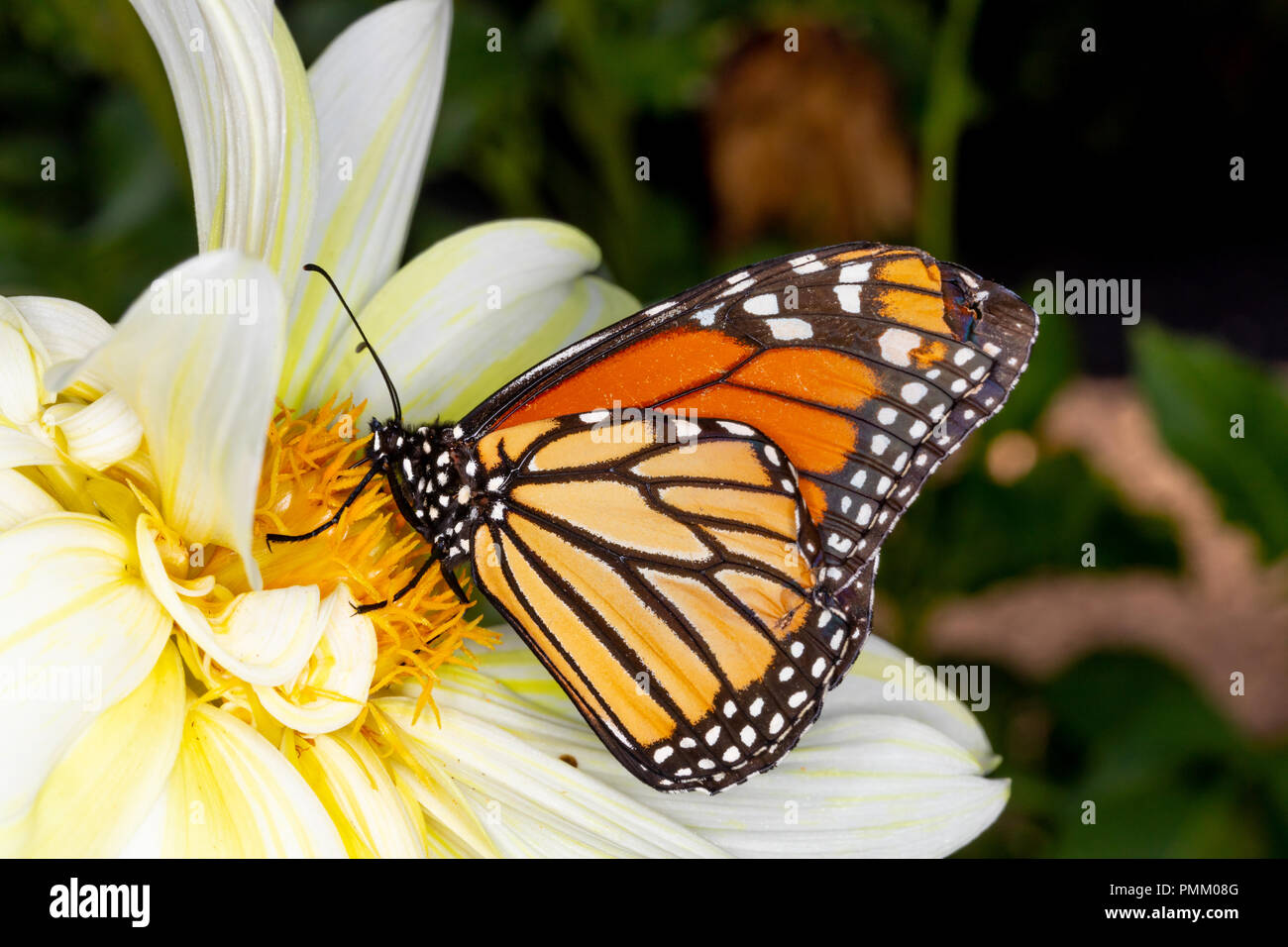 Monarch Butterfly on a flower Stock Photo - Alamy