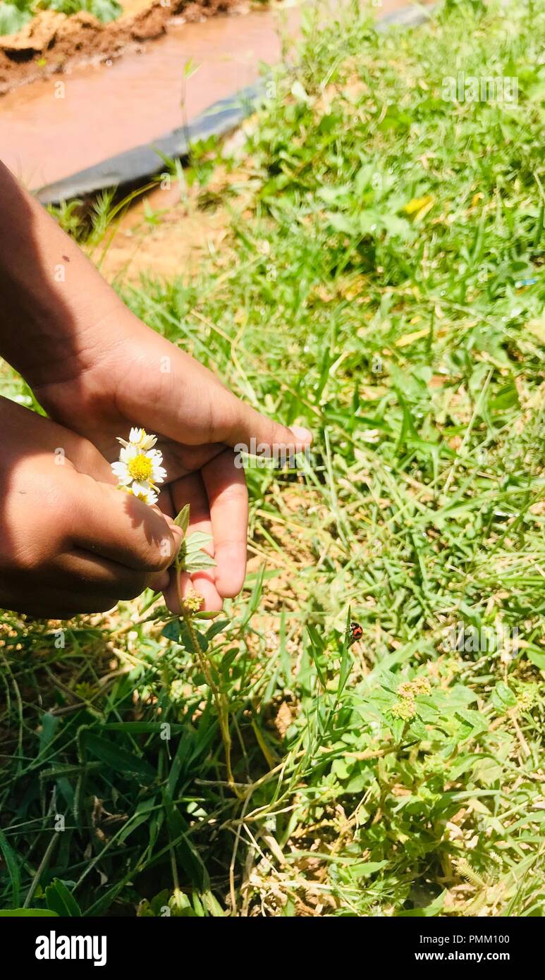 Girl picking a daisy and a ladybug on the grass next to her hands Stock ...