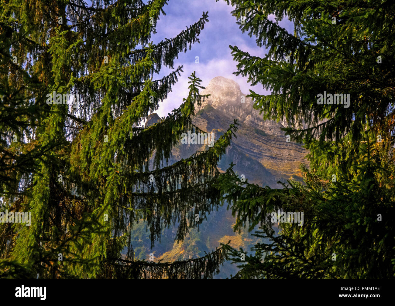Two pine trees hi-res stock photography and images - Alamy