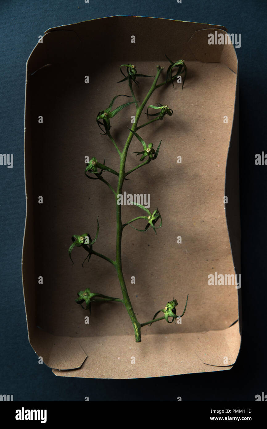 Tomato vine in a box Stock Photo - Alamy