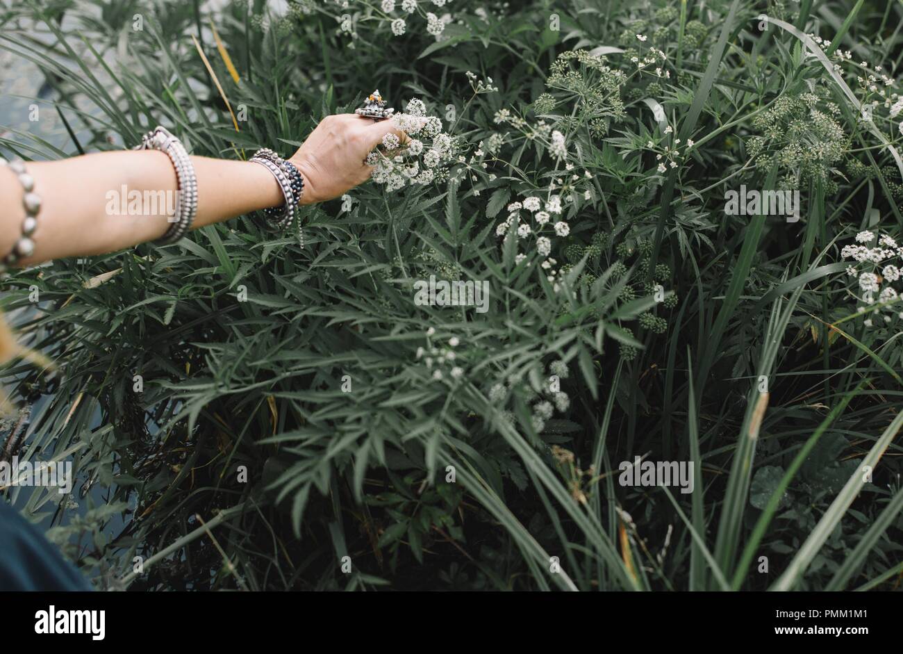 Hand picking a flower hi-res stock photography and images - Alamy