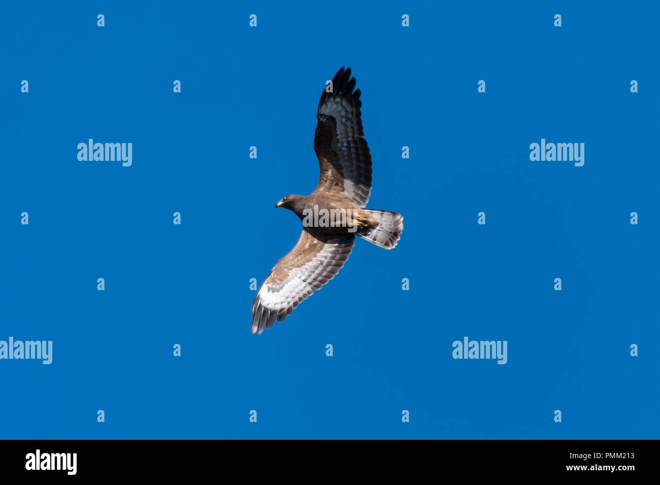 Buzzard with wings spread hi-res stock photography and images - Alamy