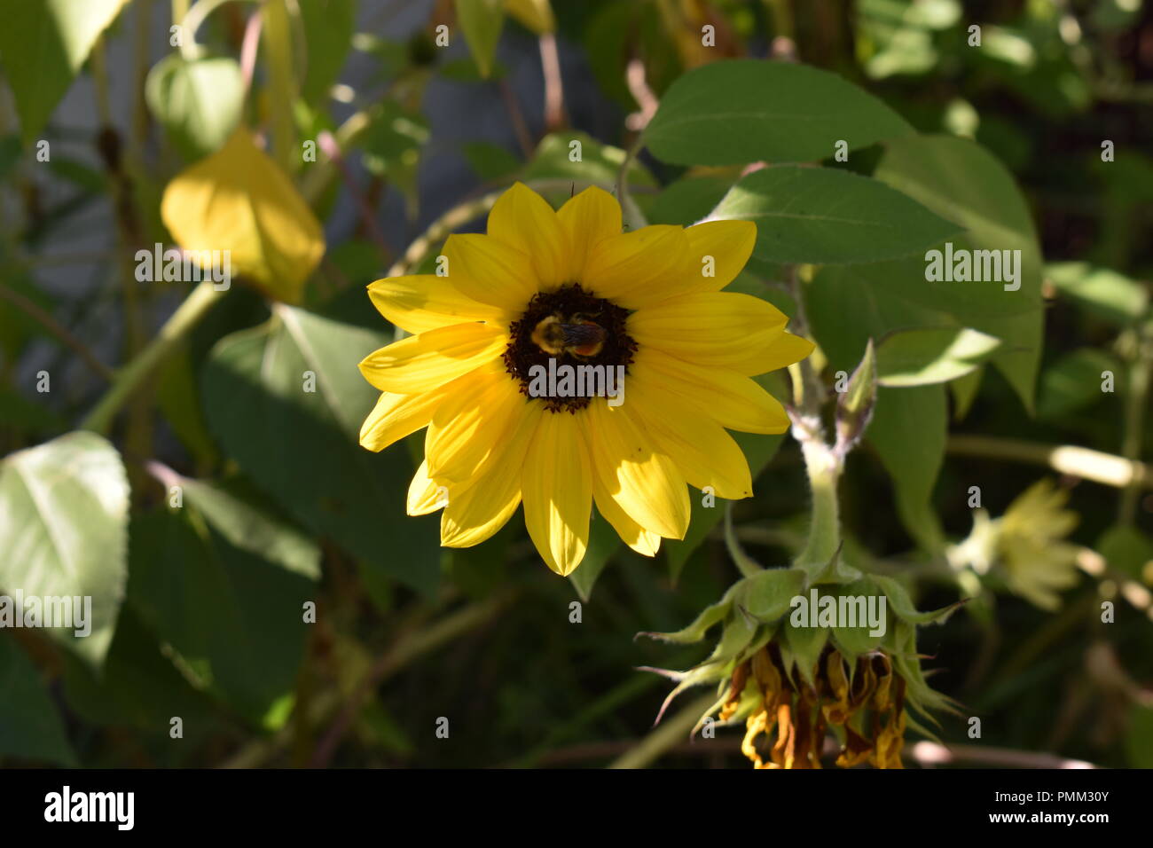 Bees buzzing in the Sunflowers Stock Photo - Alamy