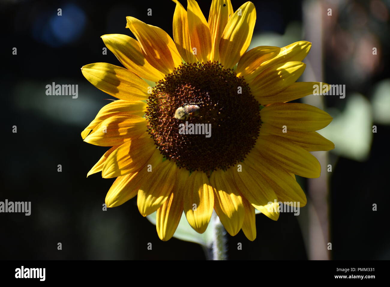 Buzzing bees hi-res stock photography and images - Alamy