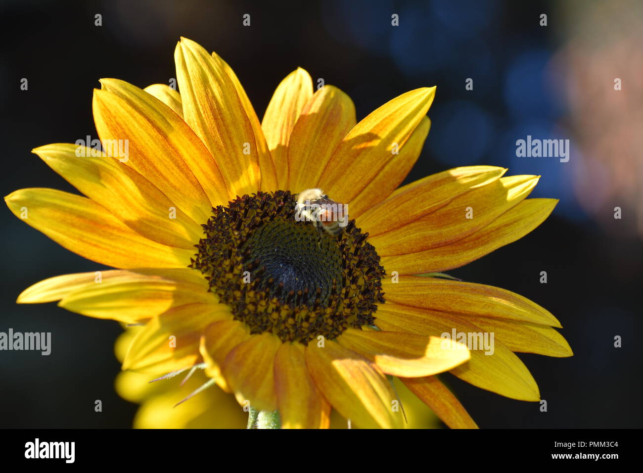 Buzzing Bees High Resolution Stock Photography and Images - Alamy