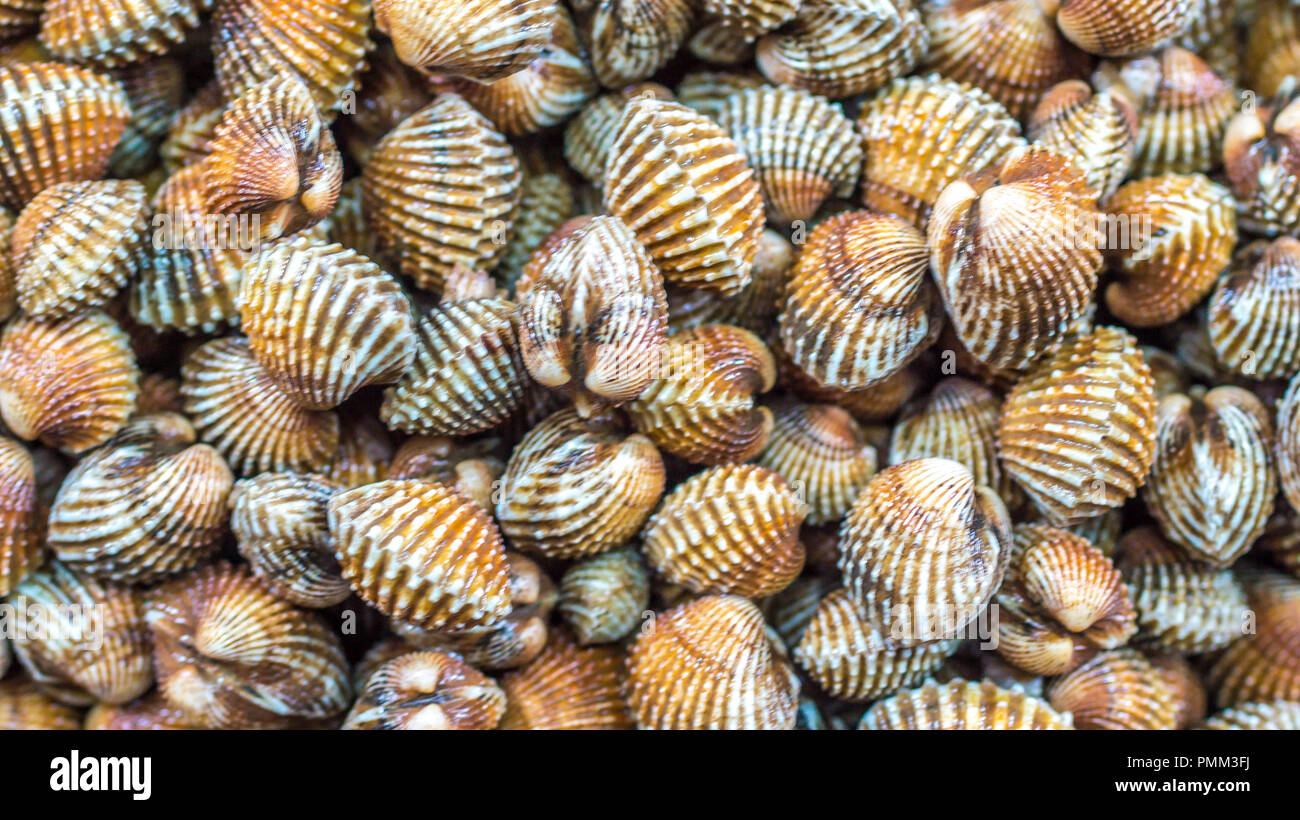 raw cockles / seashell in the fresh market. seafood and restaurant ...