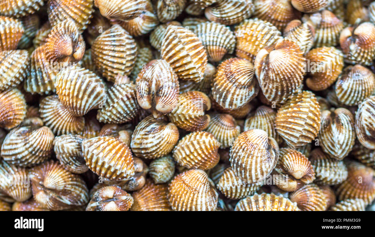 raw cockles / seashell in the fresh market. seafood and restaurant ...
