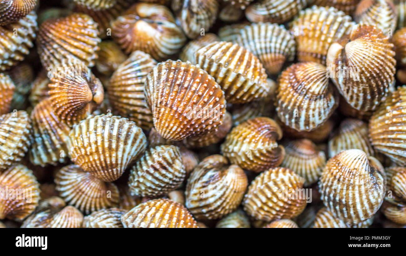 raw cockles / seashell in the fresh market. seafood and restaurant ...
