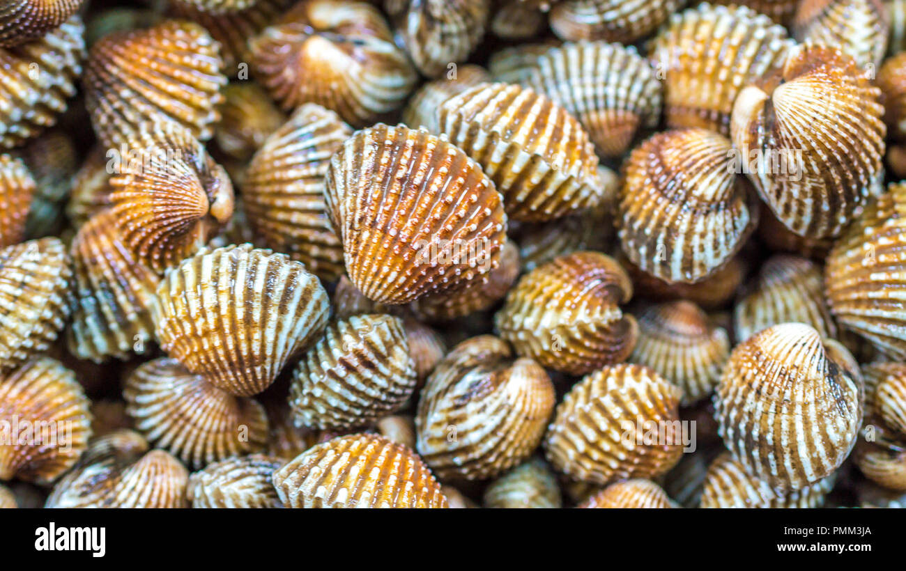 raw cockles / seashell in the fresh market. seafood and restaurant ...