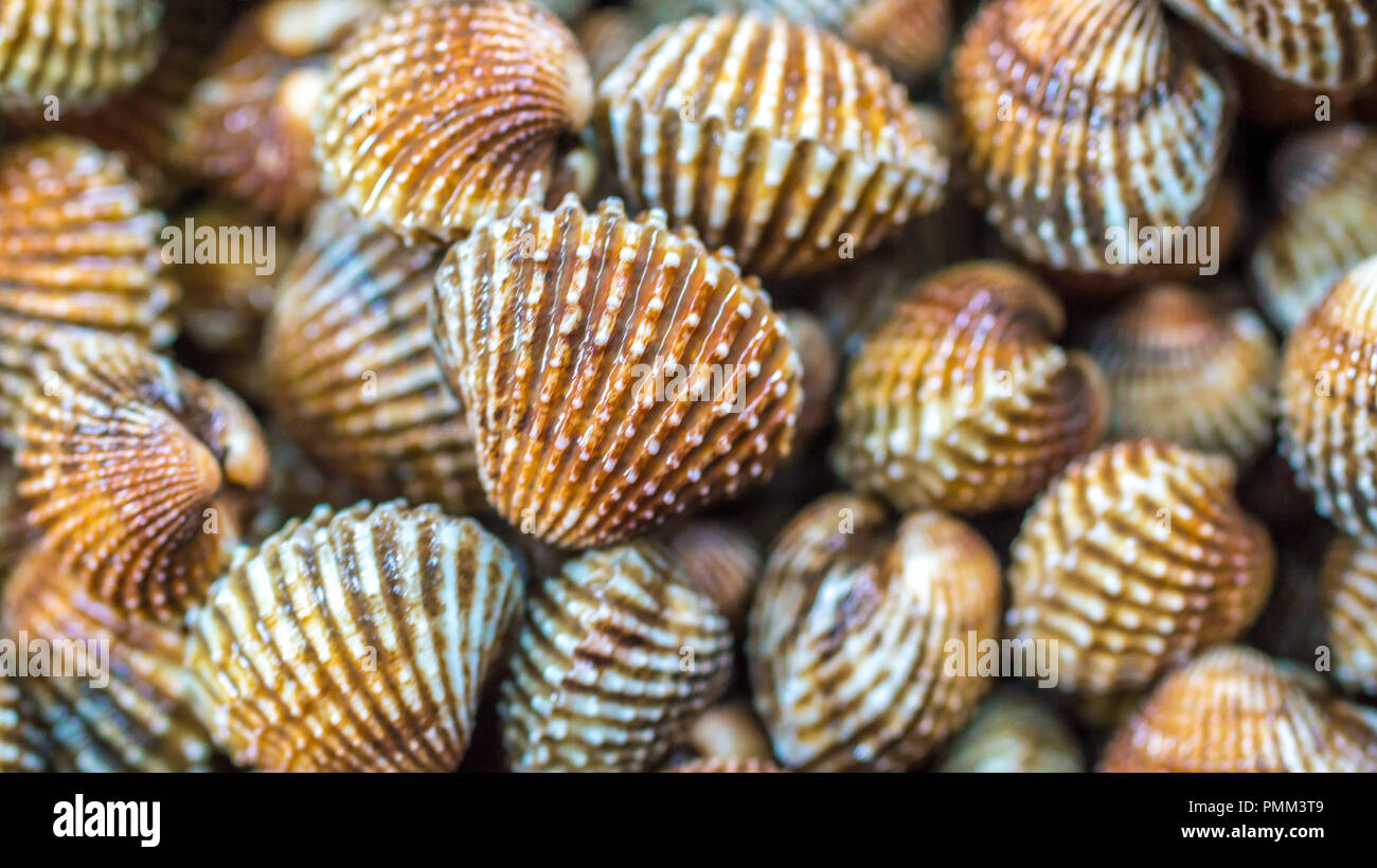 raw cockles / seashell in the fresh market. seafood and restaurant ...
