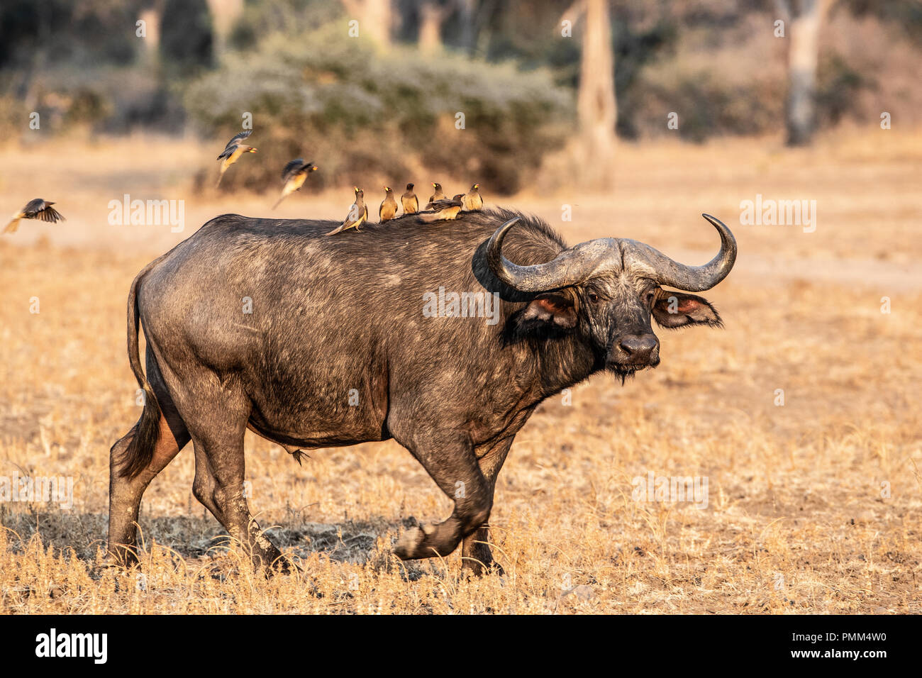 cape buffalo with yellow billed oxpeckers landing on its back Stock ...
