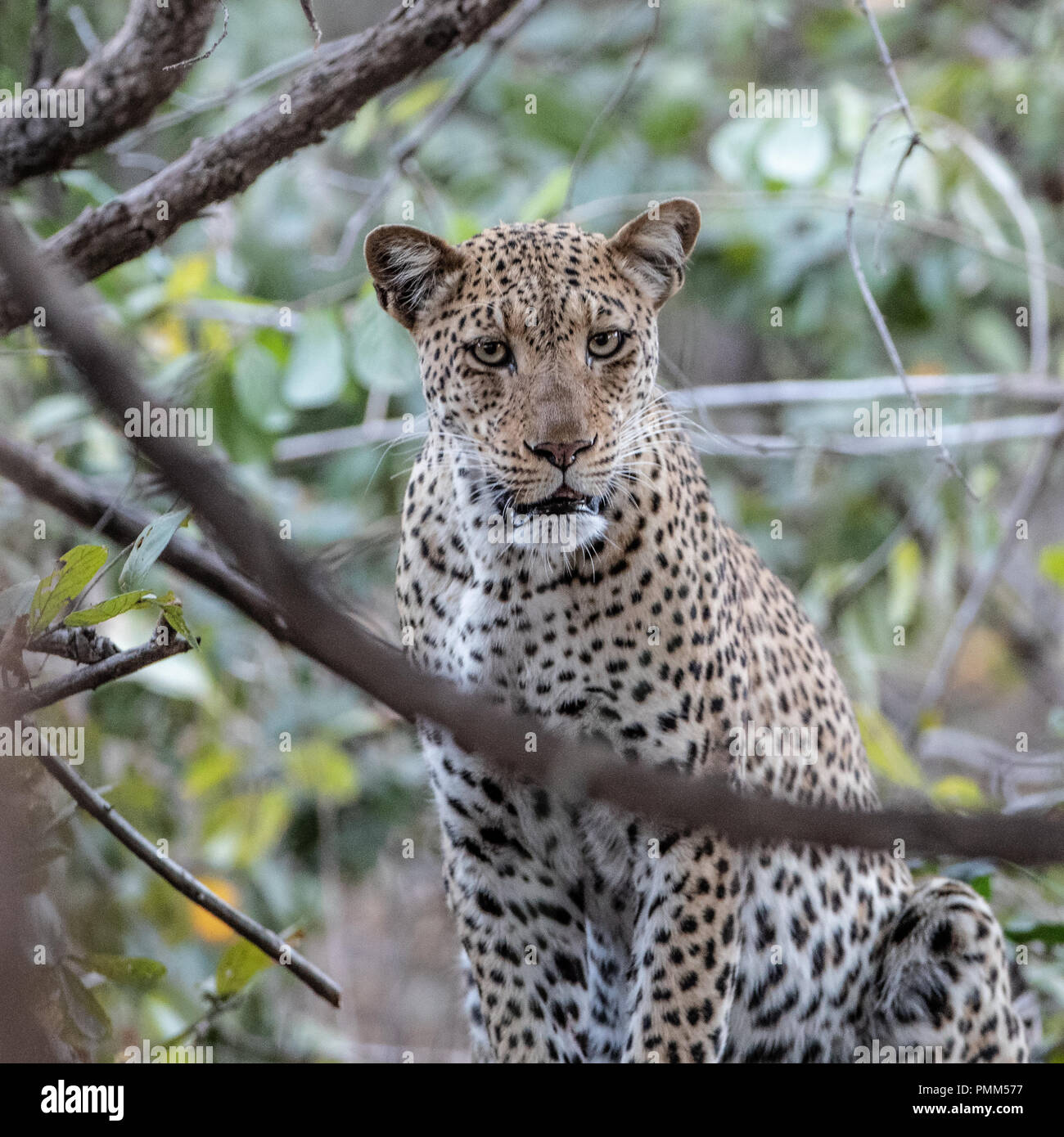 Leopard in the bush watching ready to ambush, South Luangwa, Zambia ...