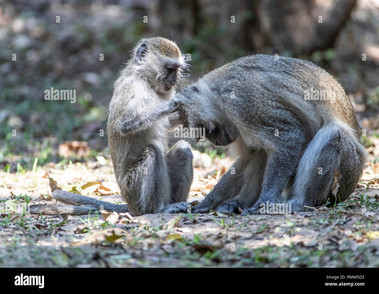 Primate grooming activity hi-res stock photography and images - Alamy