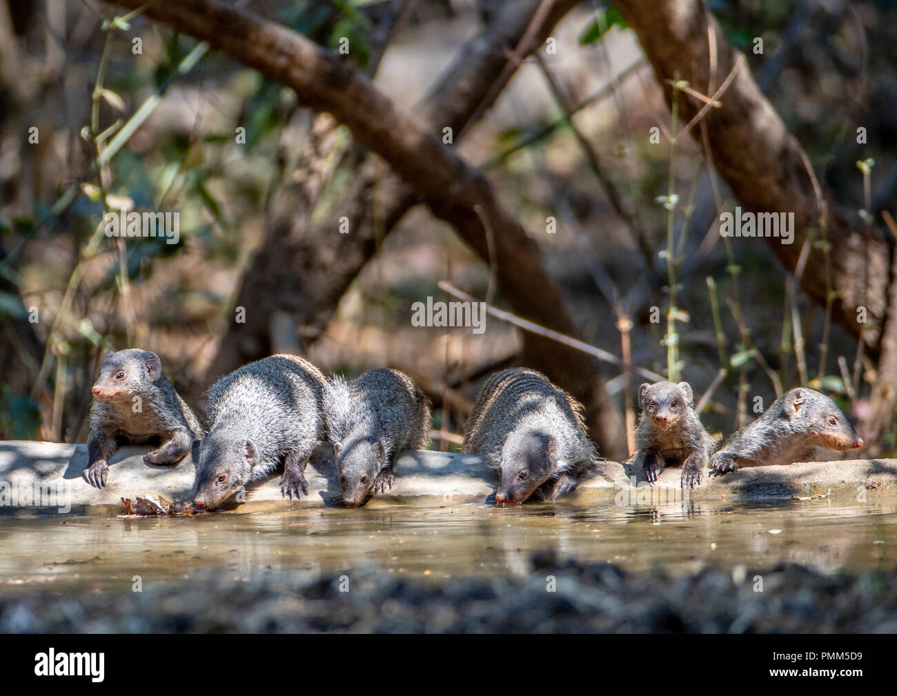 Water mongoose hi-res stock photography and images - Alamy