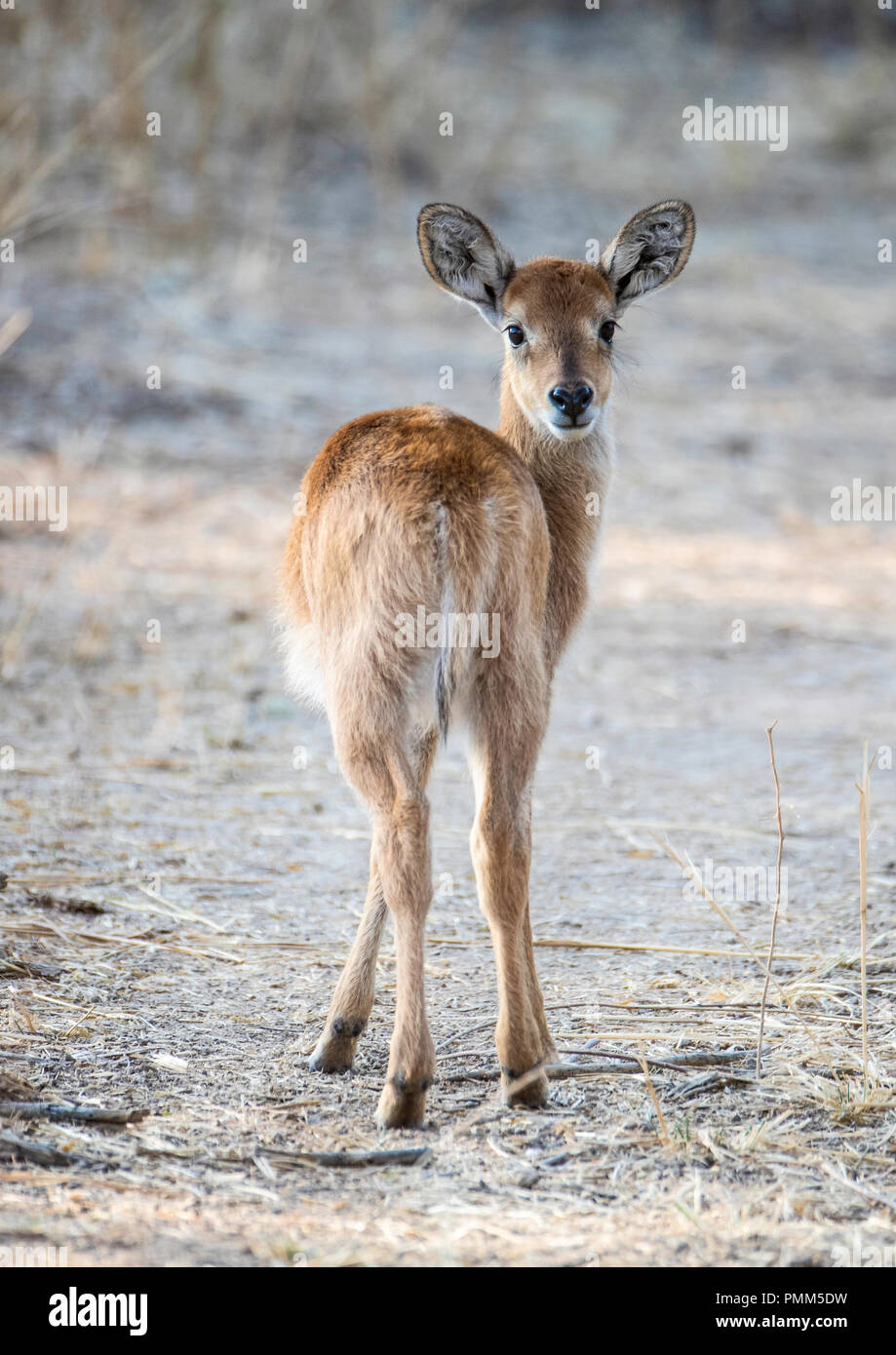 Animal puku wildlife hi-res stock photography and images - Alamy