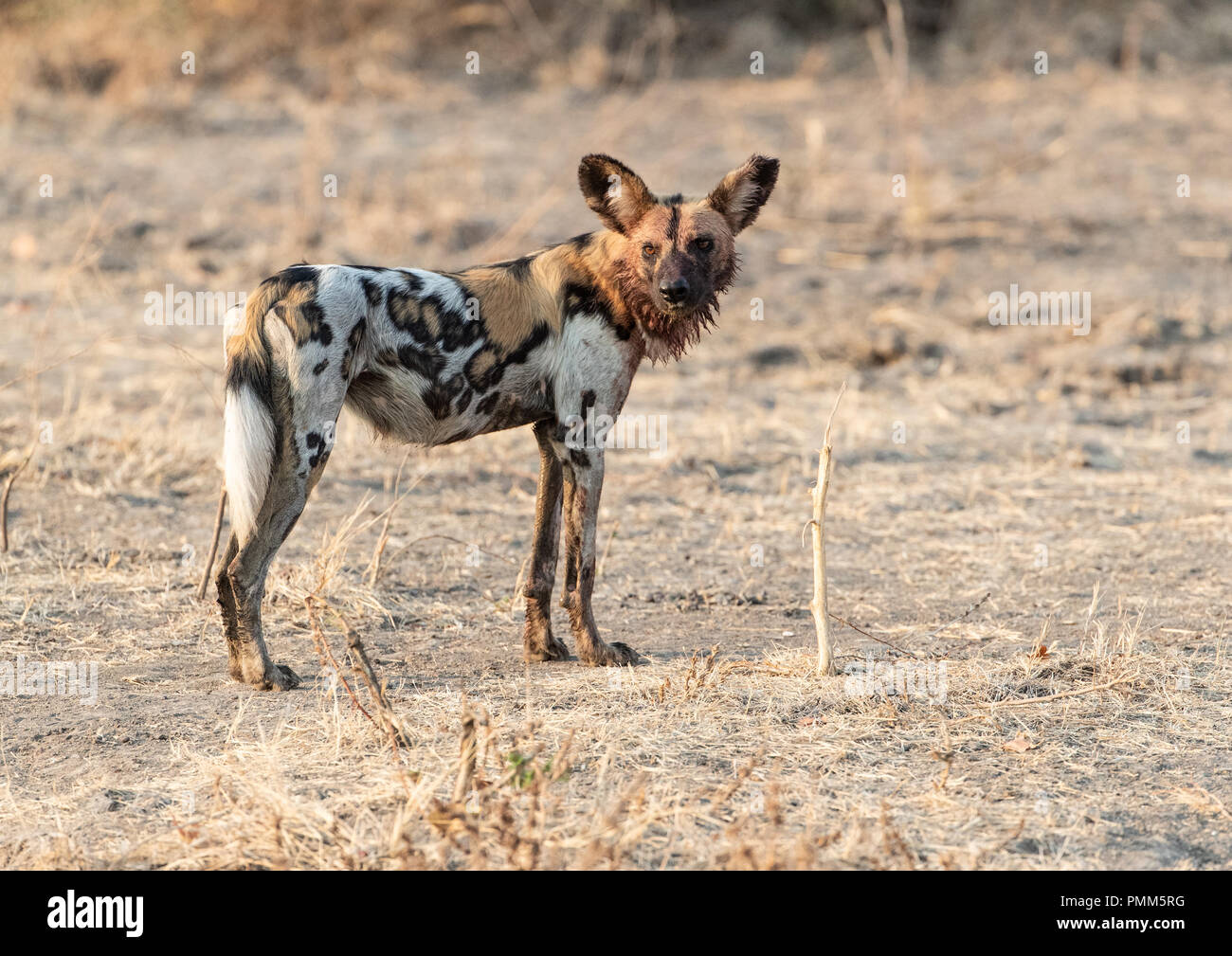 Wild Dogs in the African Bush, South Luangwa, Zambia, Africa Stock ...