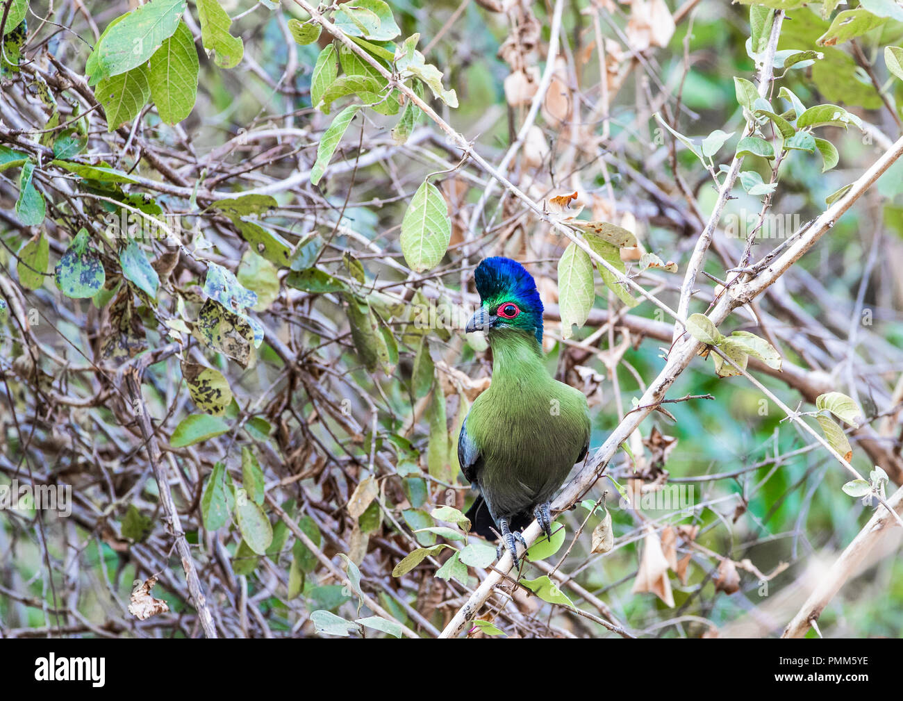 Purple-crested turaco, Tauraco porphyreolophus, in a bush at low level ...
