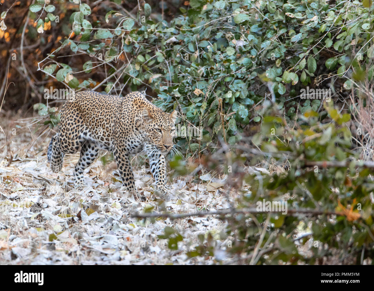 Leopard stalking hi-res stock photography and images - Alamy