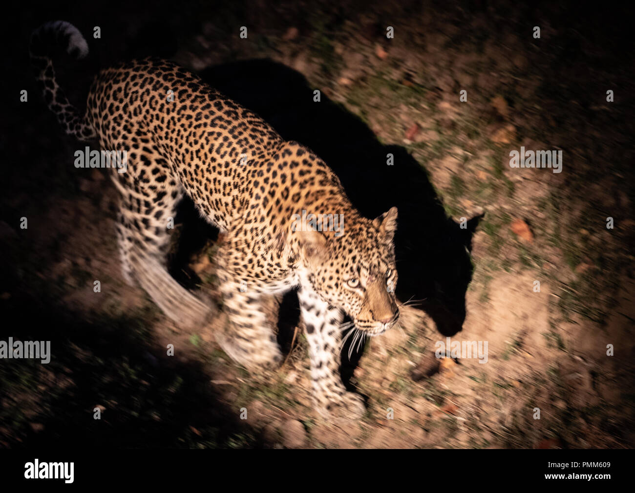 Leopard At Night High Resolution Stock Photography and Images - Alamy