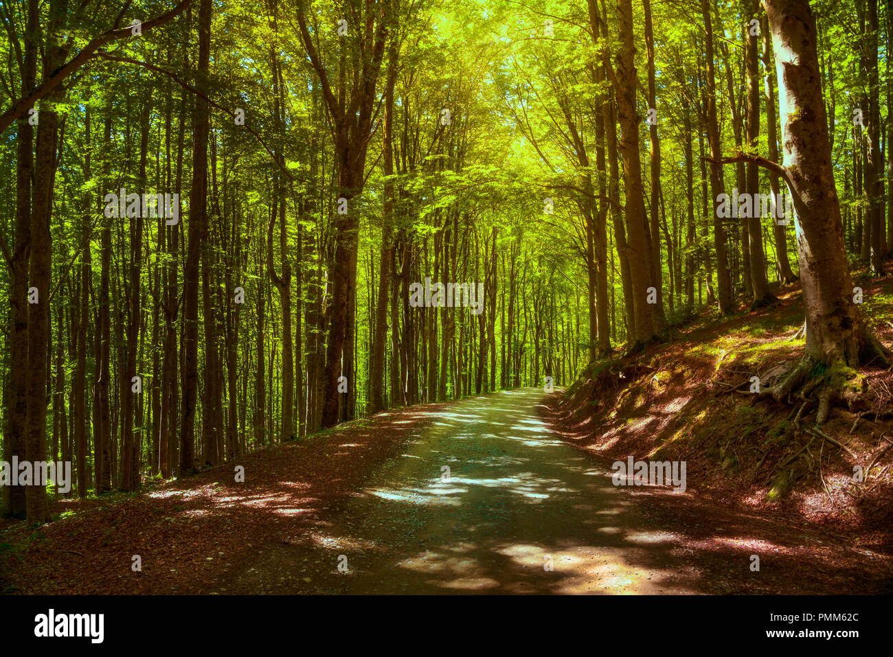 Tree misty forest or beechwood and road. Foreste Casentinesi national ...