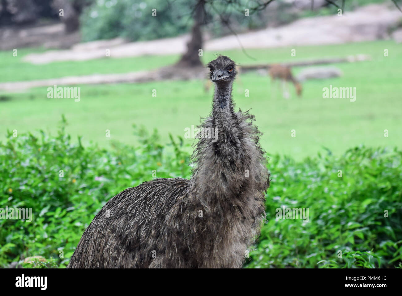 Portrait of an emu, India Stock Photo - Alamy
