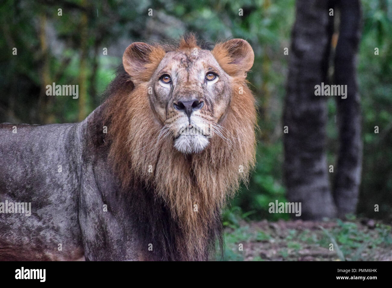 Lion india hi-res stock photography and images - Alamy