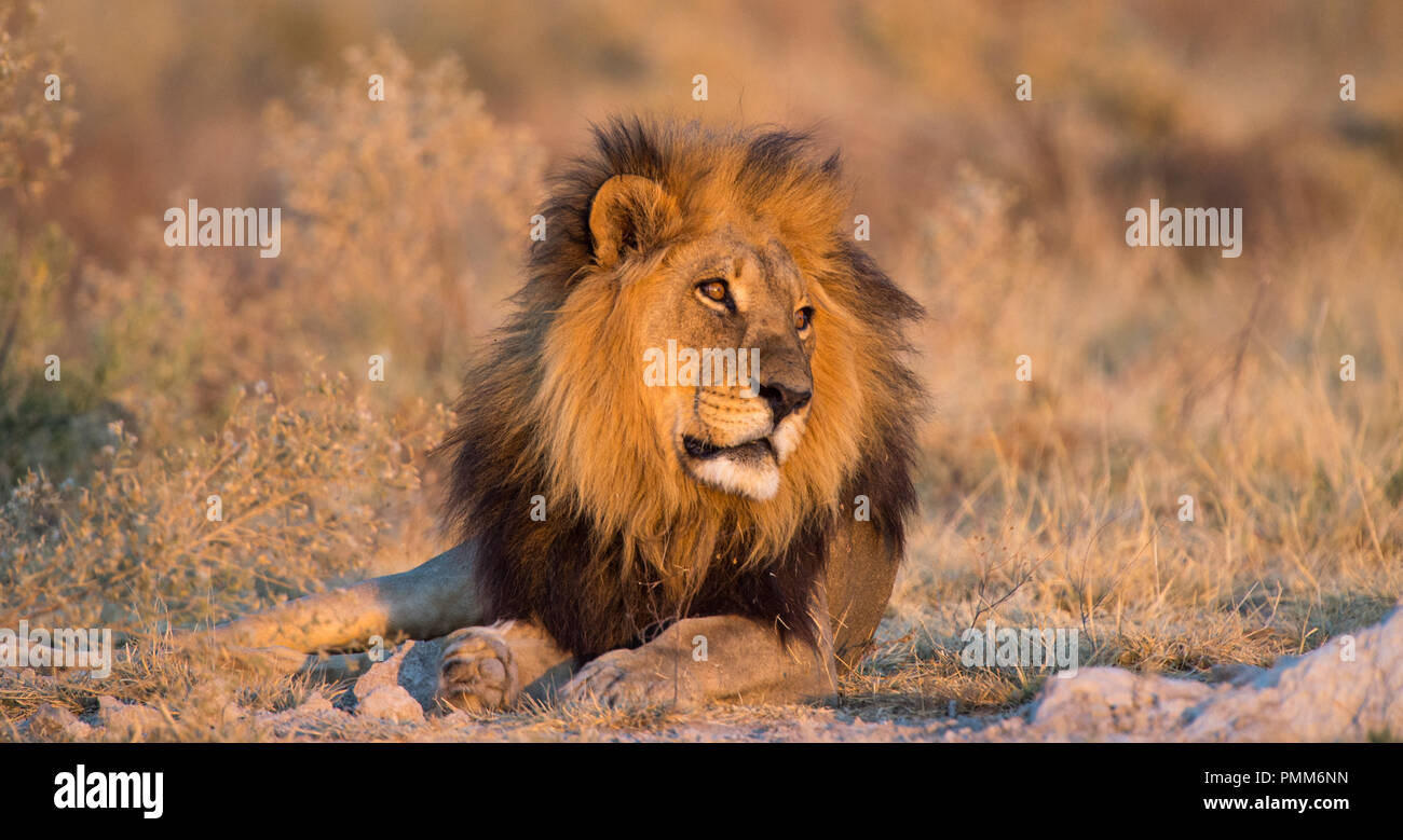 Male lion full view hi-res stock photography and images - Alamy