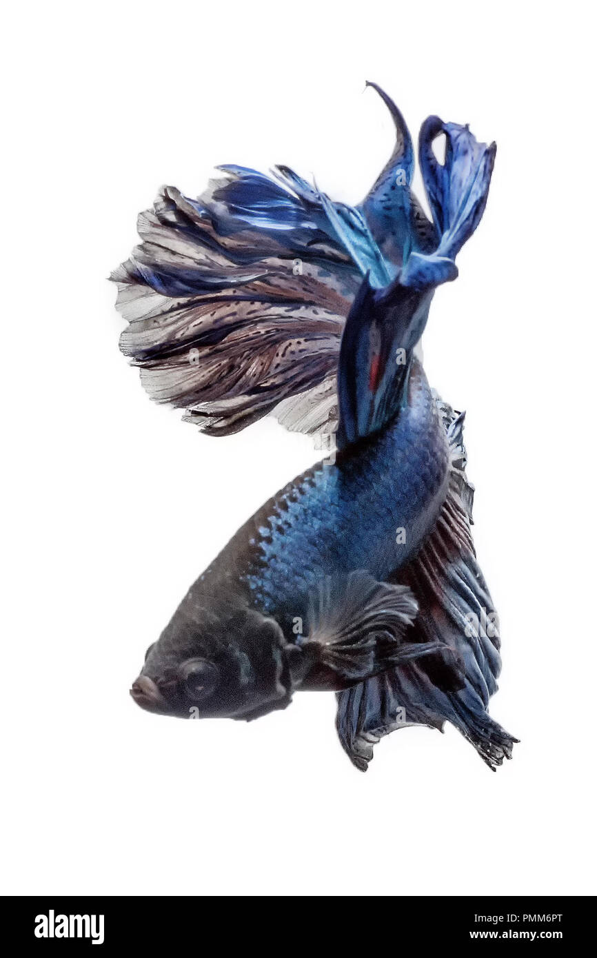 Front view siamese fighting fish hi-res stock photography and images ...