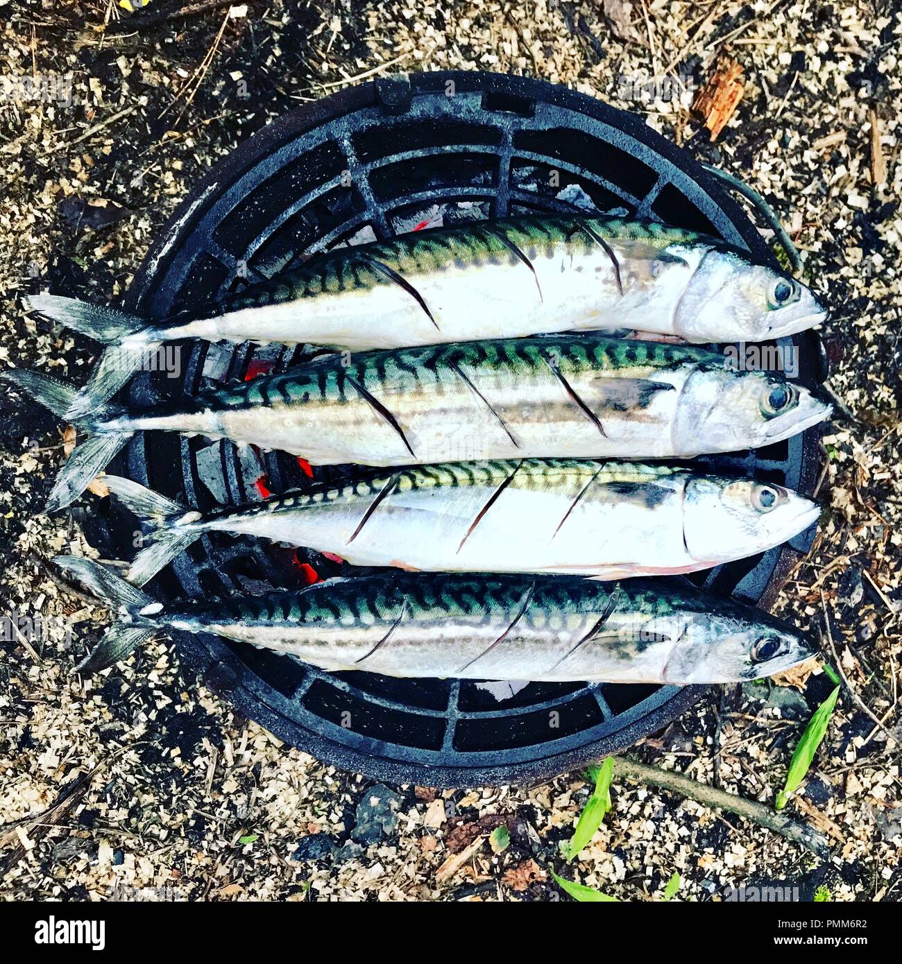 Four mackerel fish on a barbecue on the beach Stock Photo - Alamy