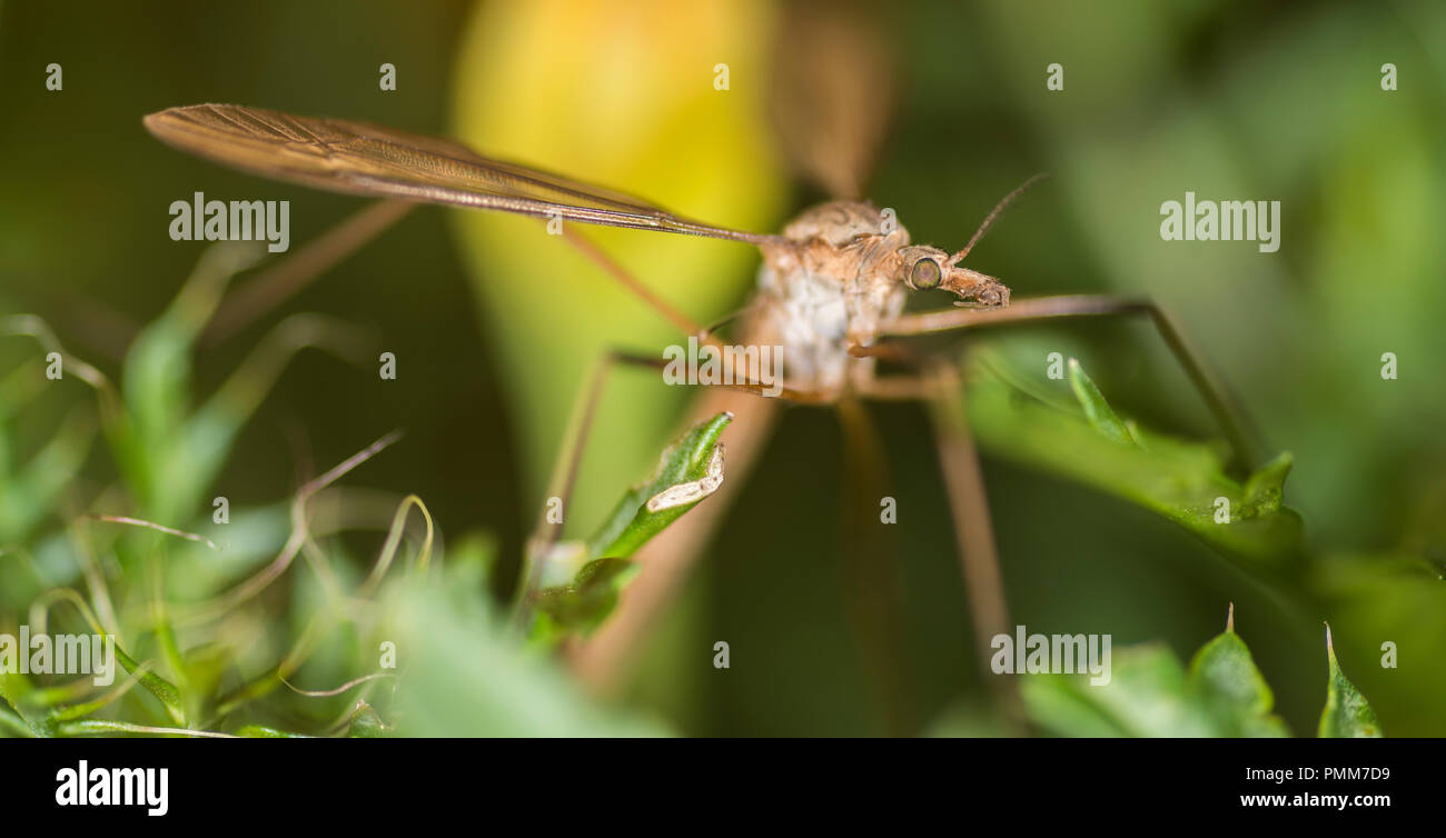 Cranefly on a flower Stock Photo - Alamy