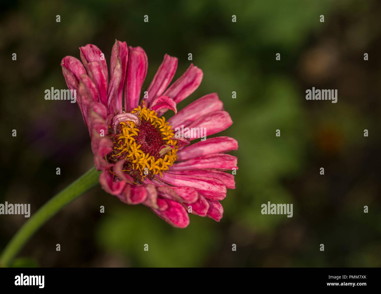 Single flowering stem hi-res stock photography and images - Alamy