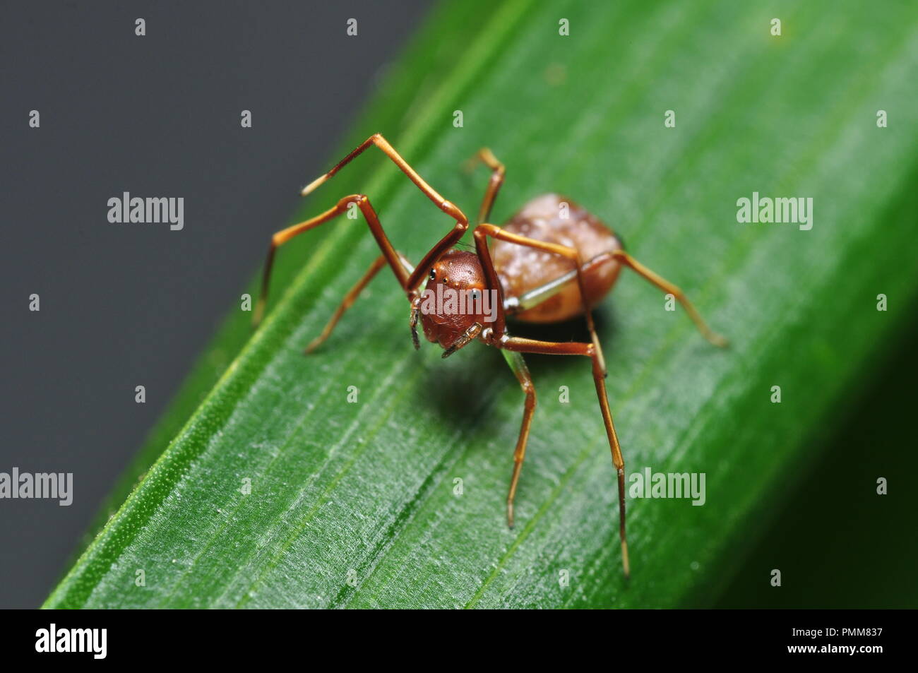 Mimic background hi-res stock photography and images - Alamy