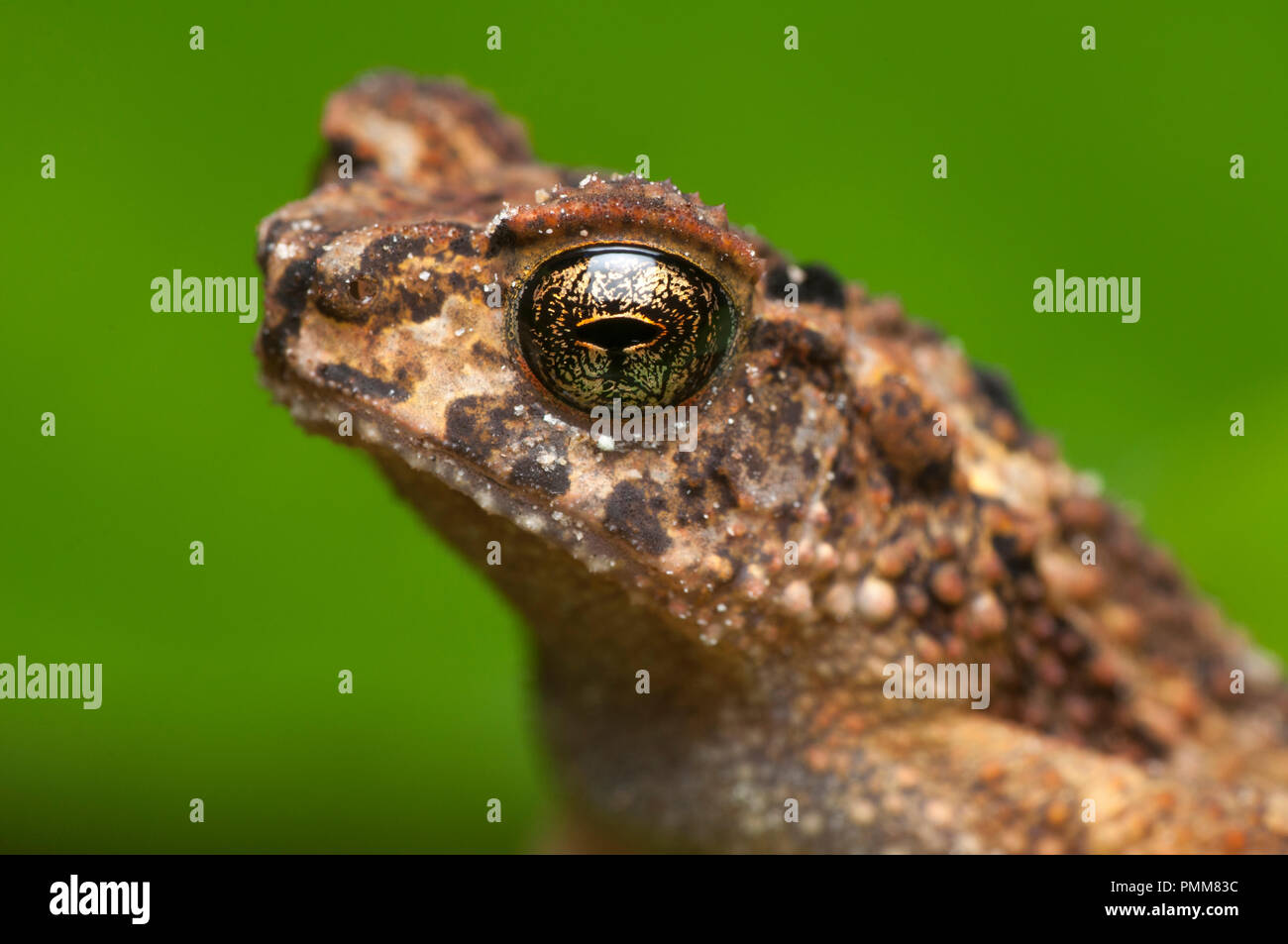 Portrait of a frog, Indonesia Stock Photo - Alamy
