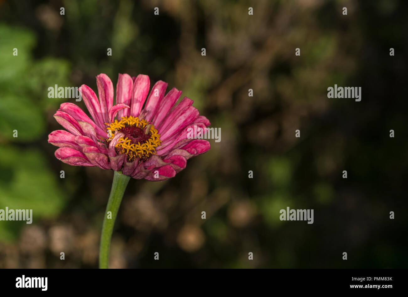 Marigold stem hi-res stock photography and images - Alamy