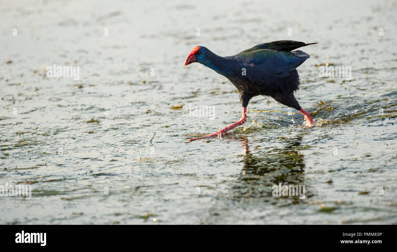 Marsh hen hi-res stock photography and images - Alamy