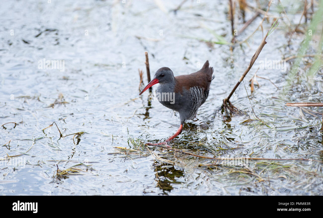 African Rail bird walking in shallow water, South Africa Stock Photo ...