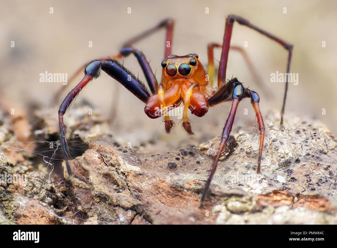 Close-up of a jumping spider, Indonesia Stock Photo - Alamy