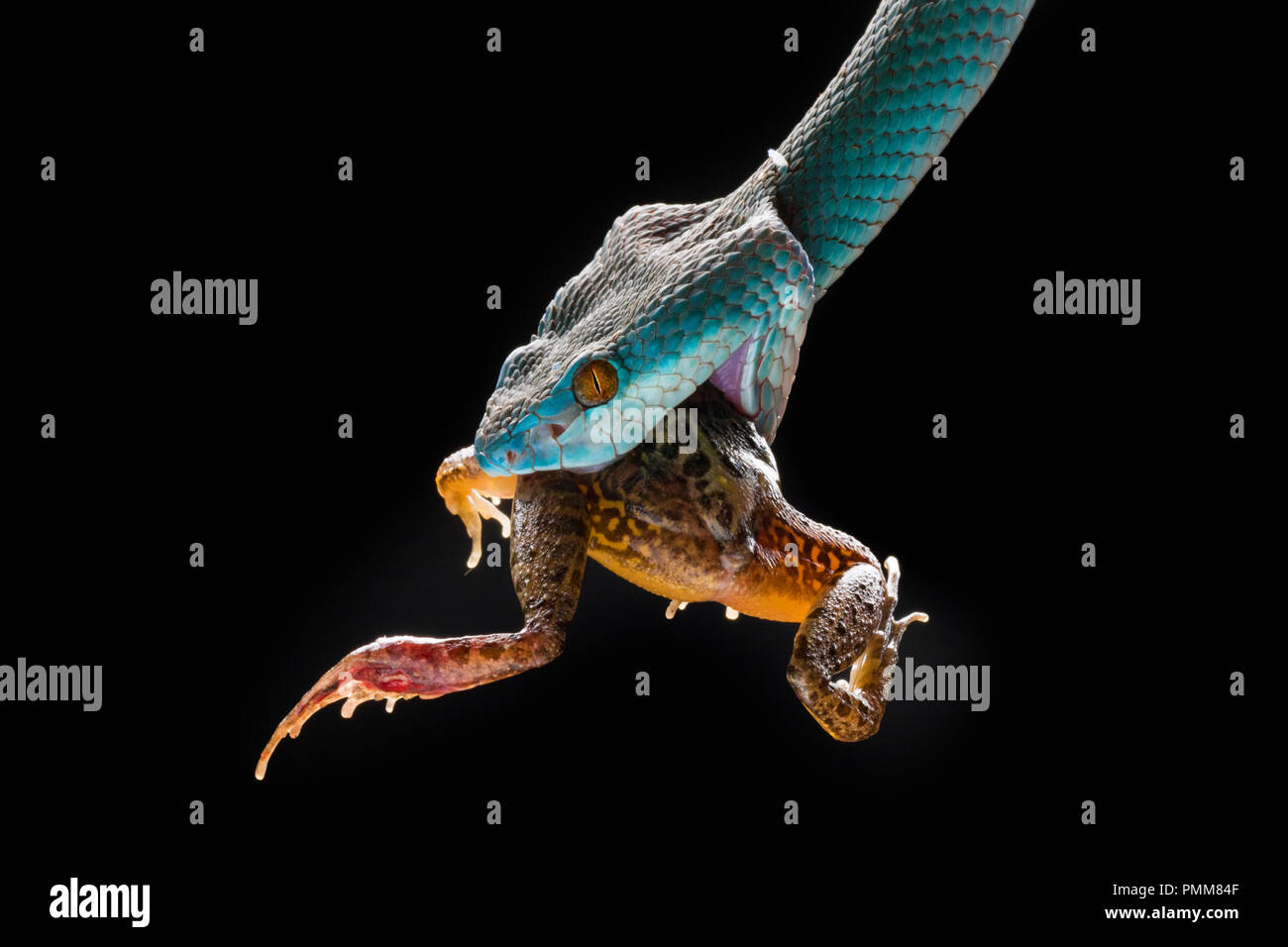 Frog mouth open hi-res stock photography and images - Alamy