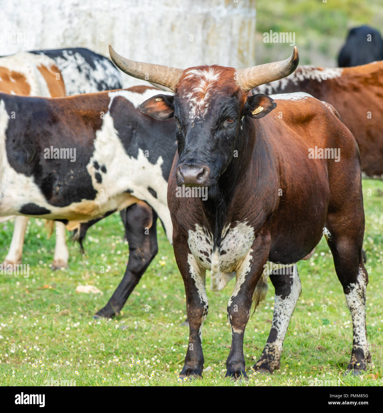 Nguni cattle hi-res stock photography and images - Alamy