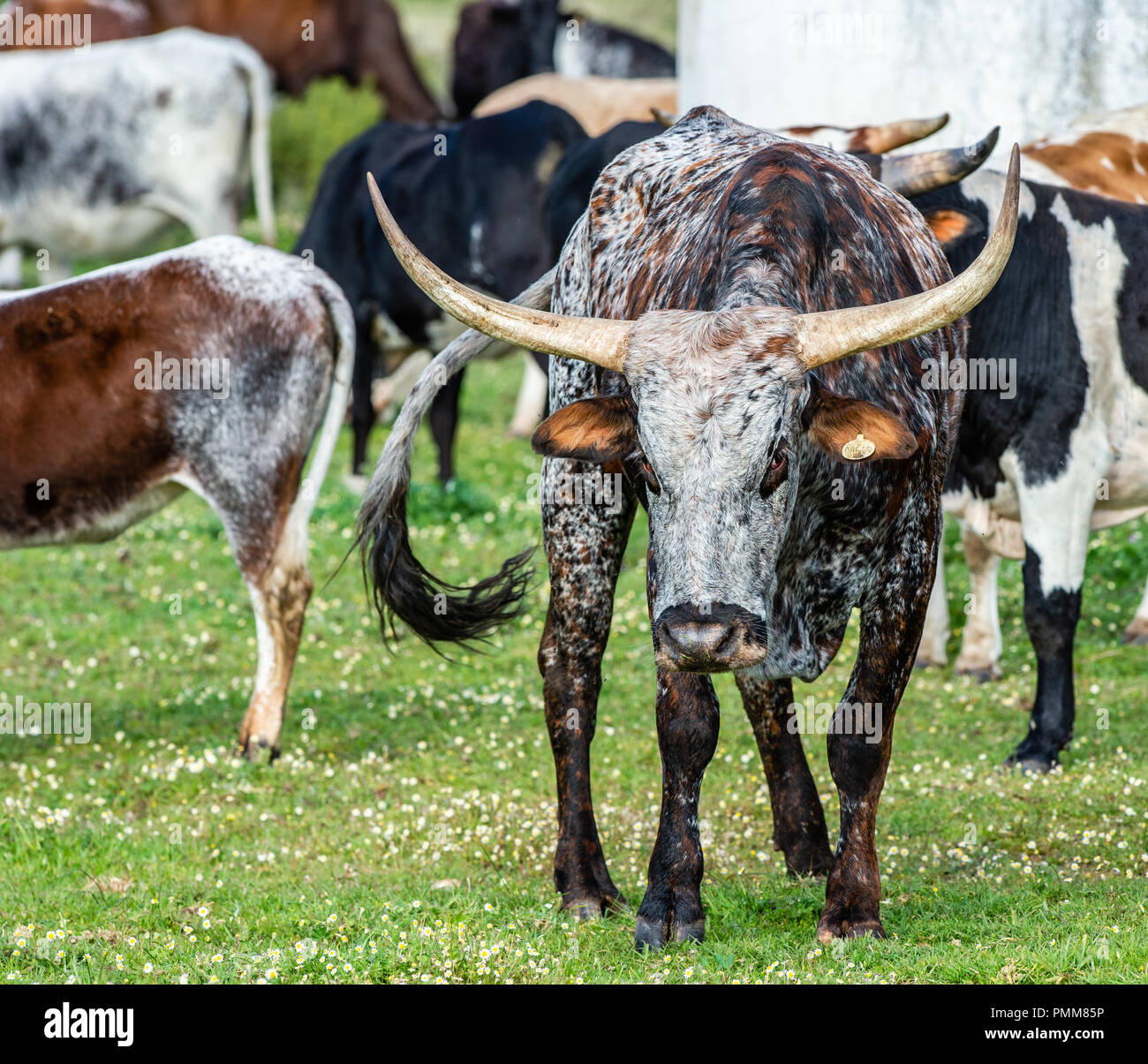 Nguni Cattle High Resolution Stock Photography and Images - Alamy
