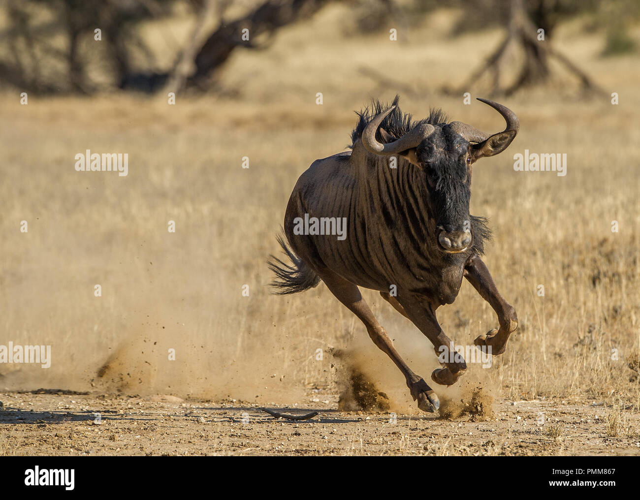 Running into bush hi-res stock photography and images - Alamy