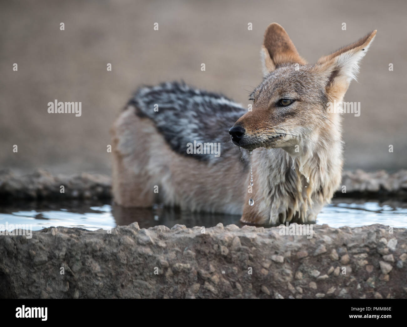 Wet jackal hi-res stock photography and images - Alamy