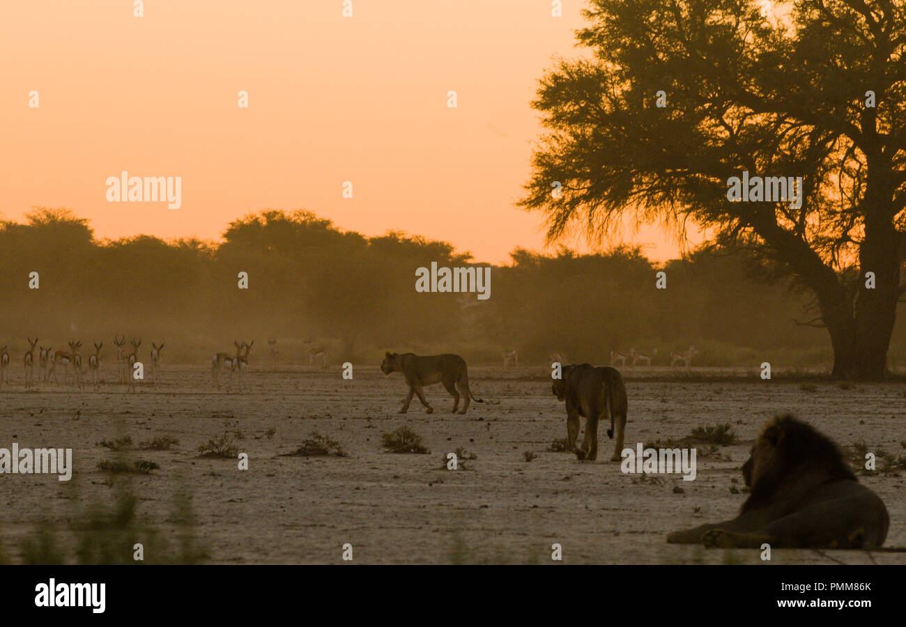 Lion and lionesses near a herd of springbok, Rooiputs waterhole ...