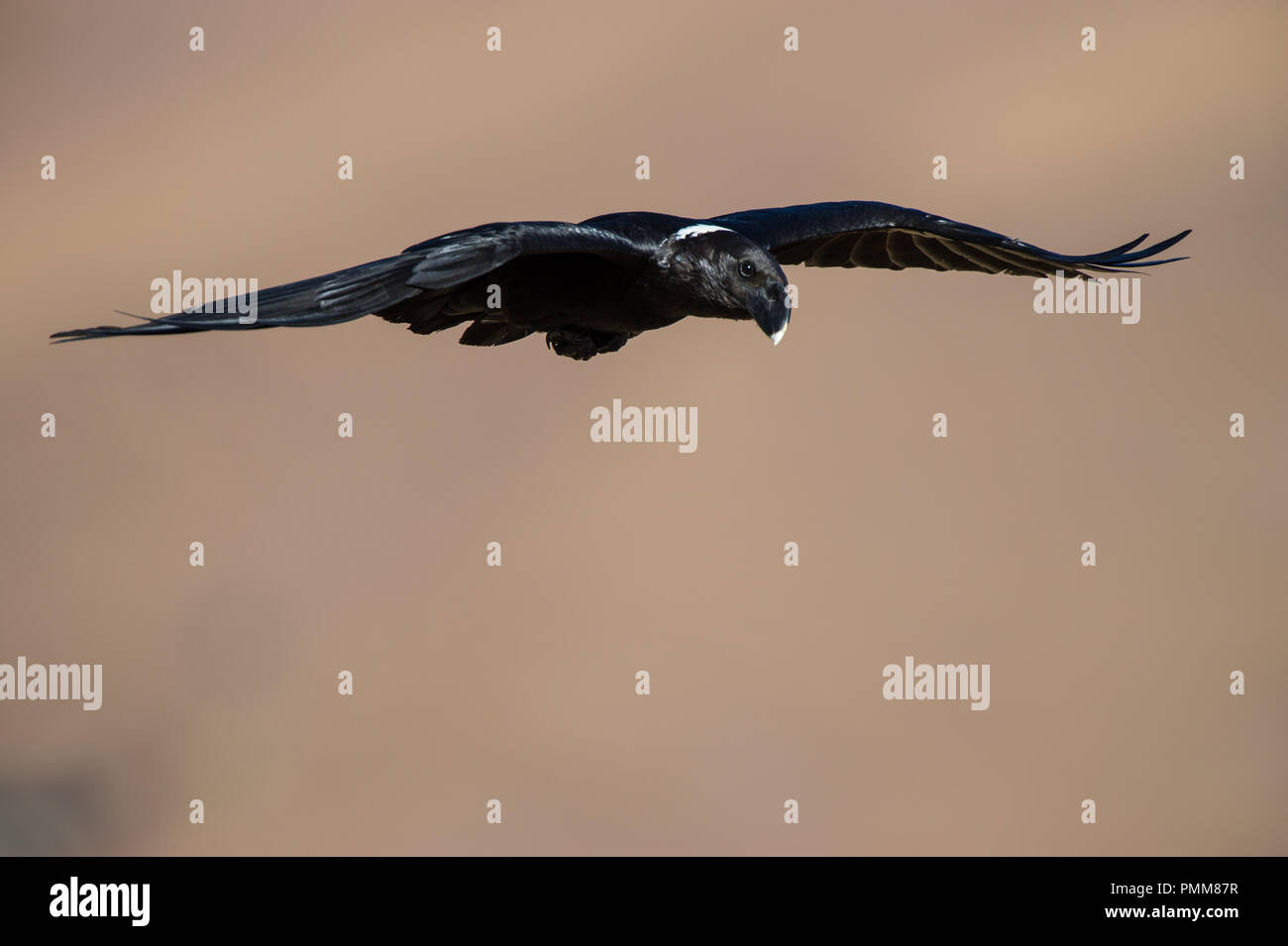 Raven flying hi-res stock photography and images - Alamy