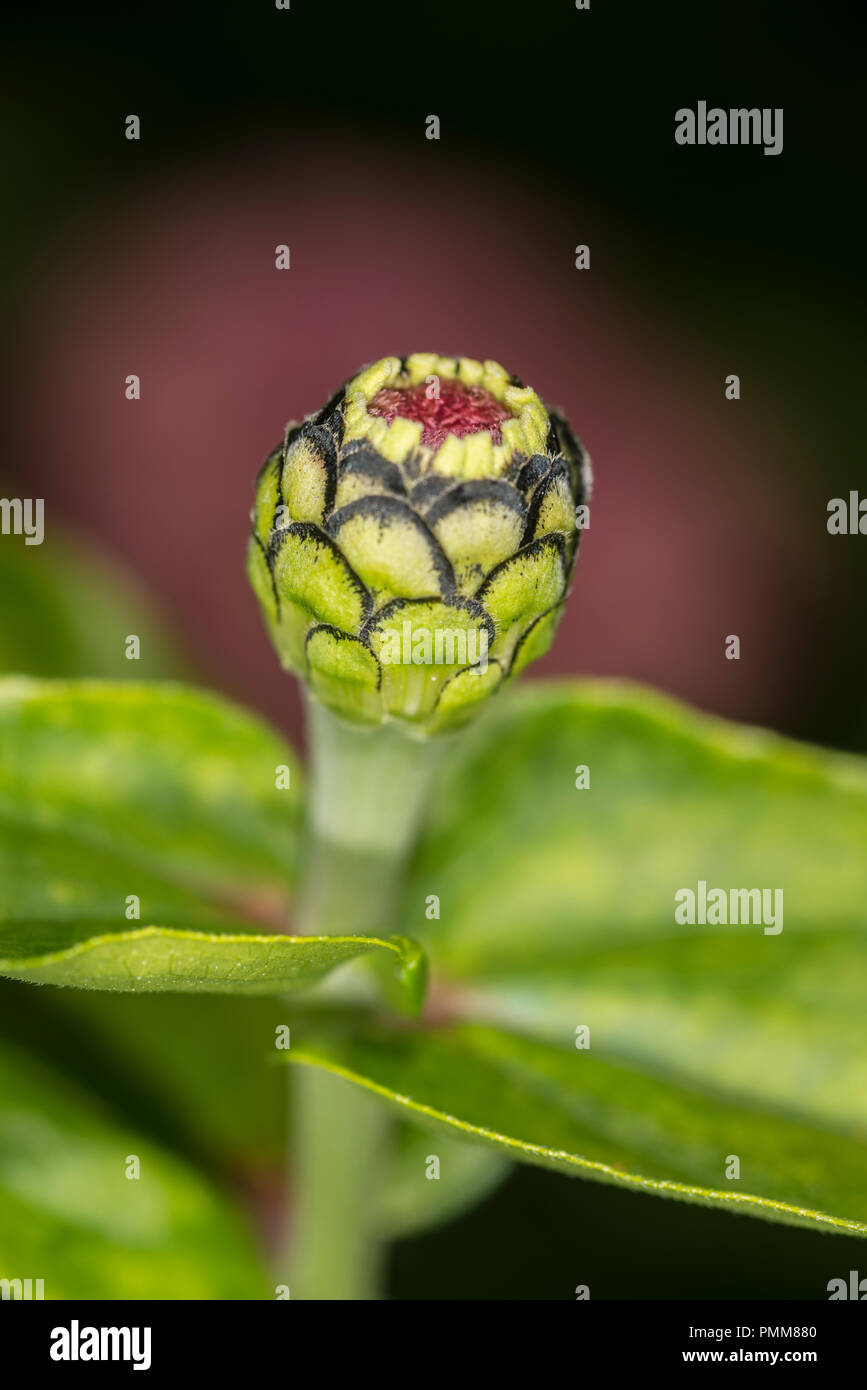 Flower bud of a common marigold Stock Photo - Alamy