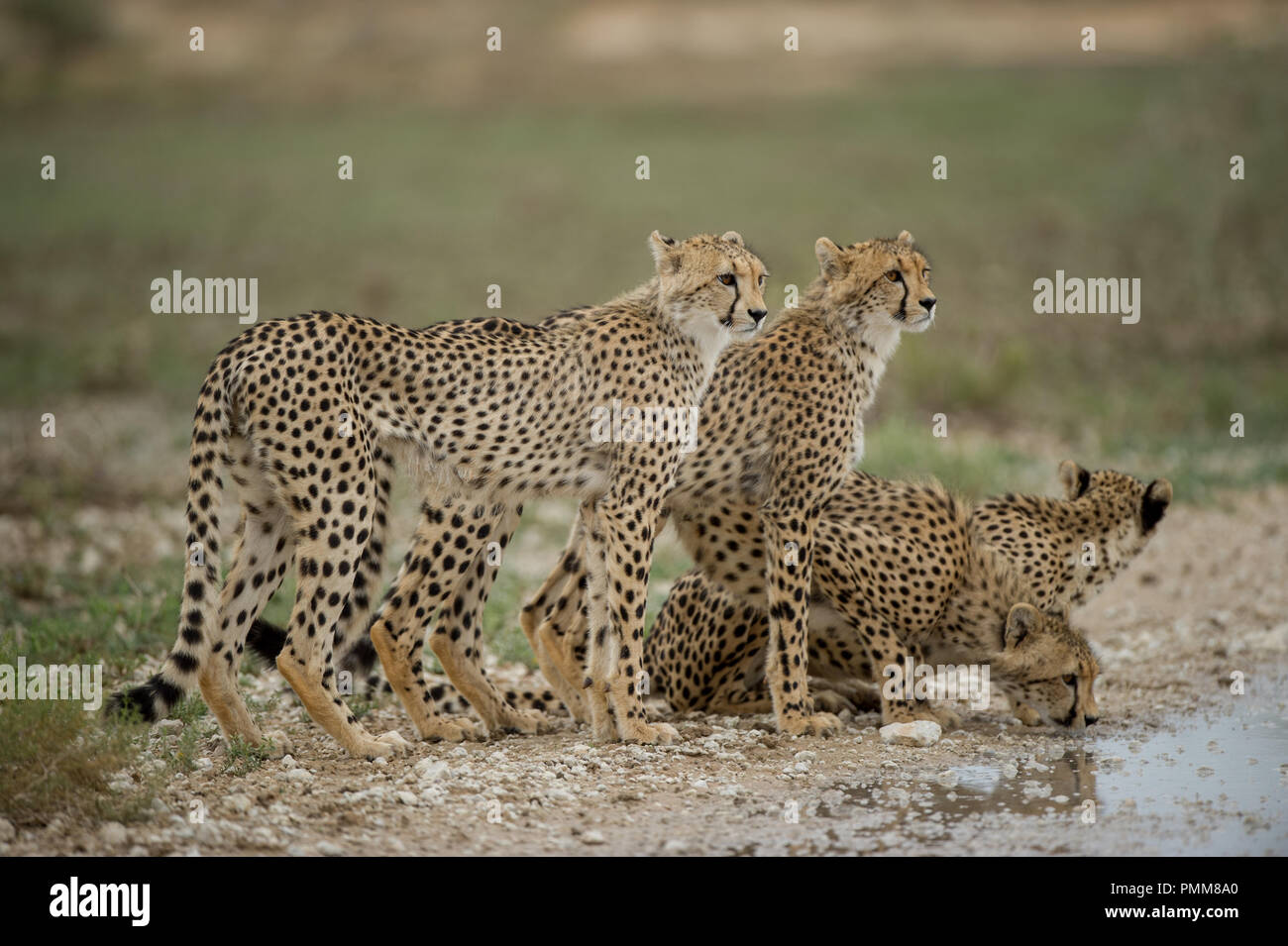 Cheetah standing hi-res stock photography and images - Alamy