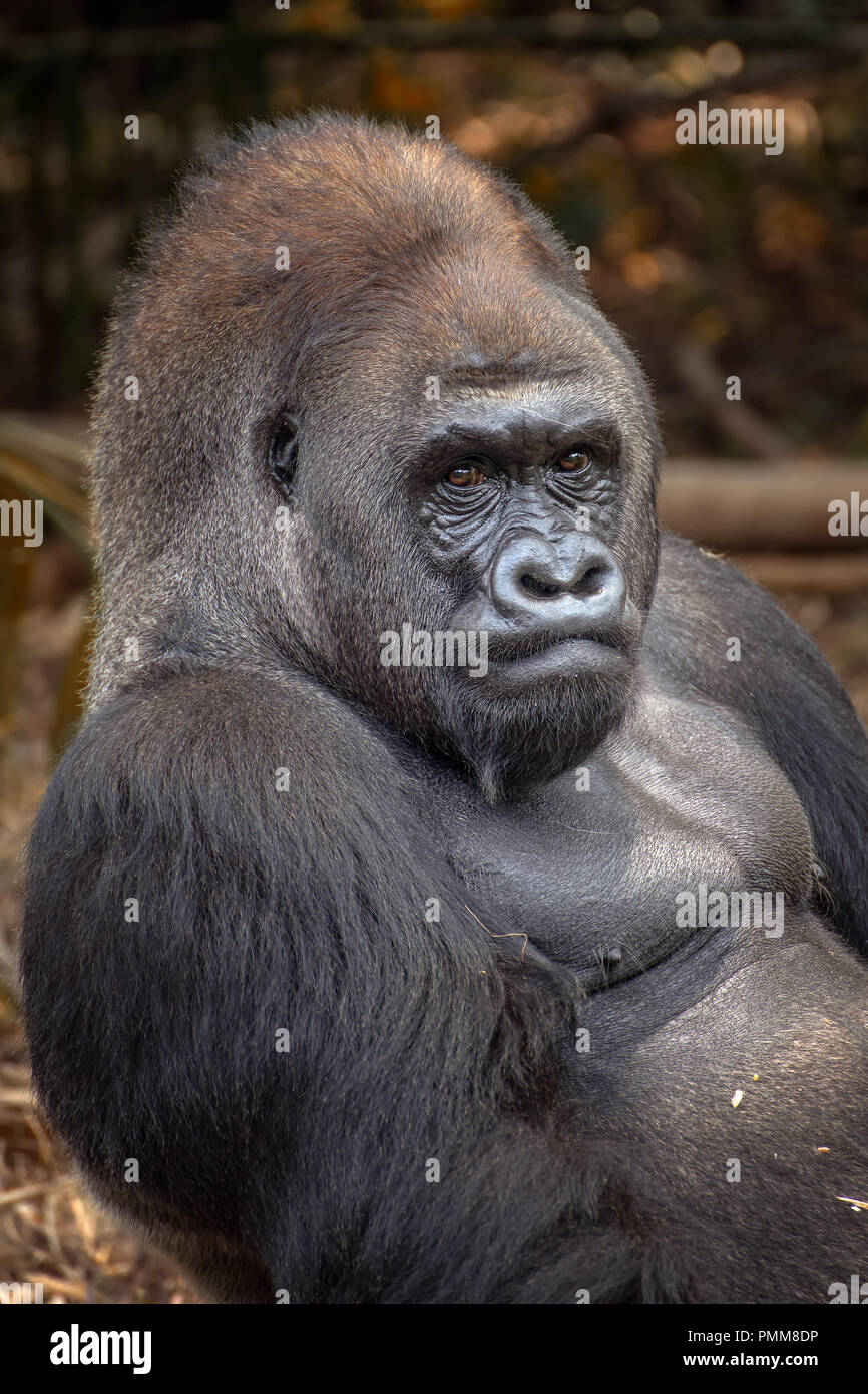 Silverback Gorilla Standing High Resolution Stock Photography and ...