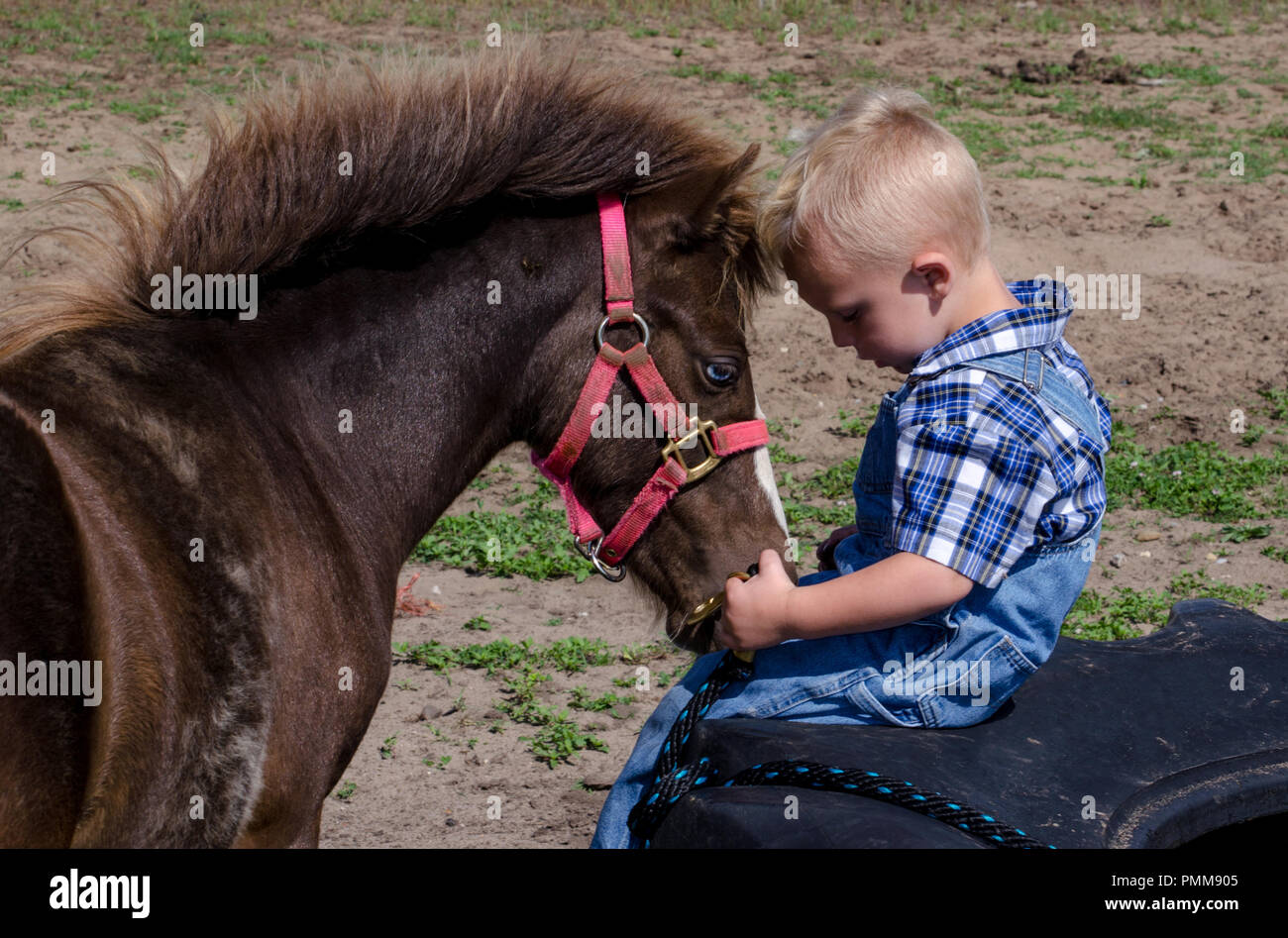 Toddler boy and his pony Stock Photo - Alamy